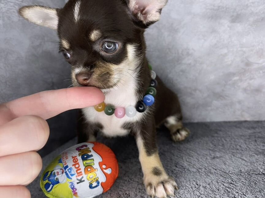 Кукольная мини девочка чихуахуа