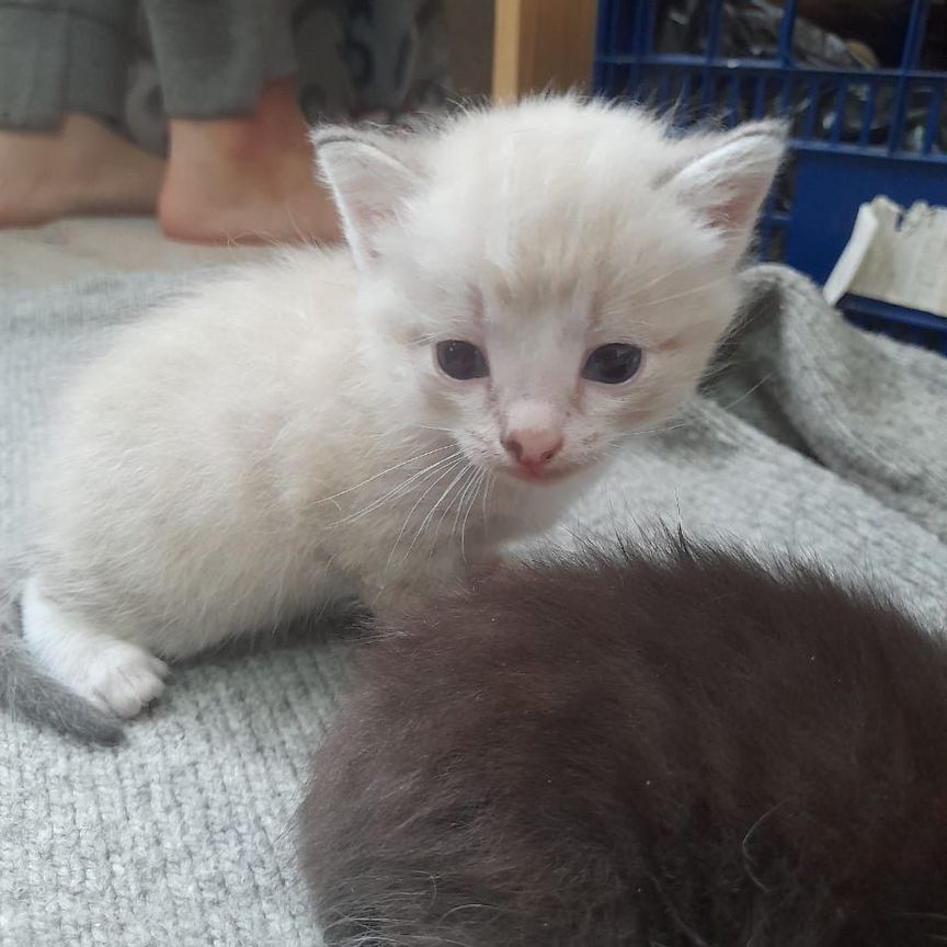 Котята в добрые руки бесплатно