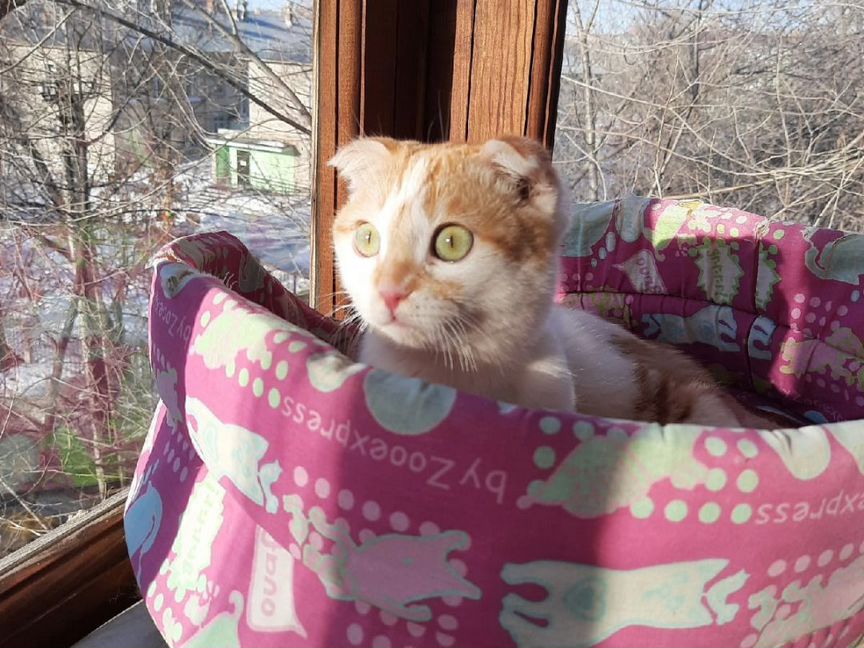 Кошка в дар