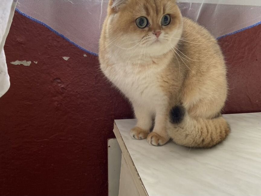 Кошки