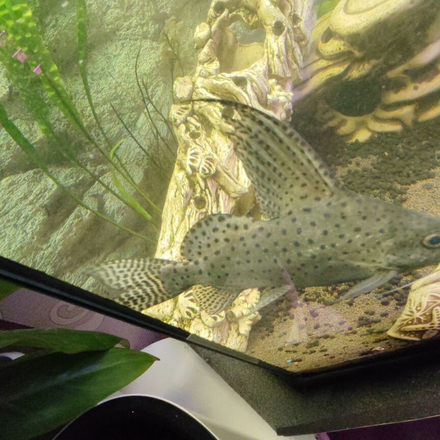 Сом синодонтис