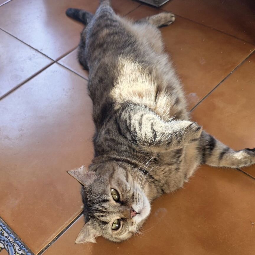 Взрослая, кошка в добрые руки