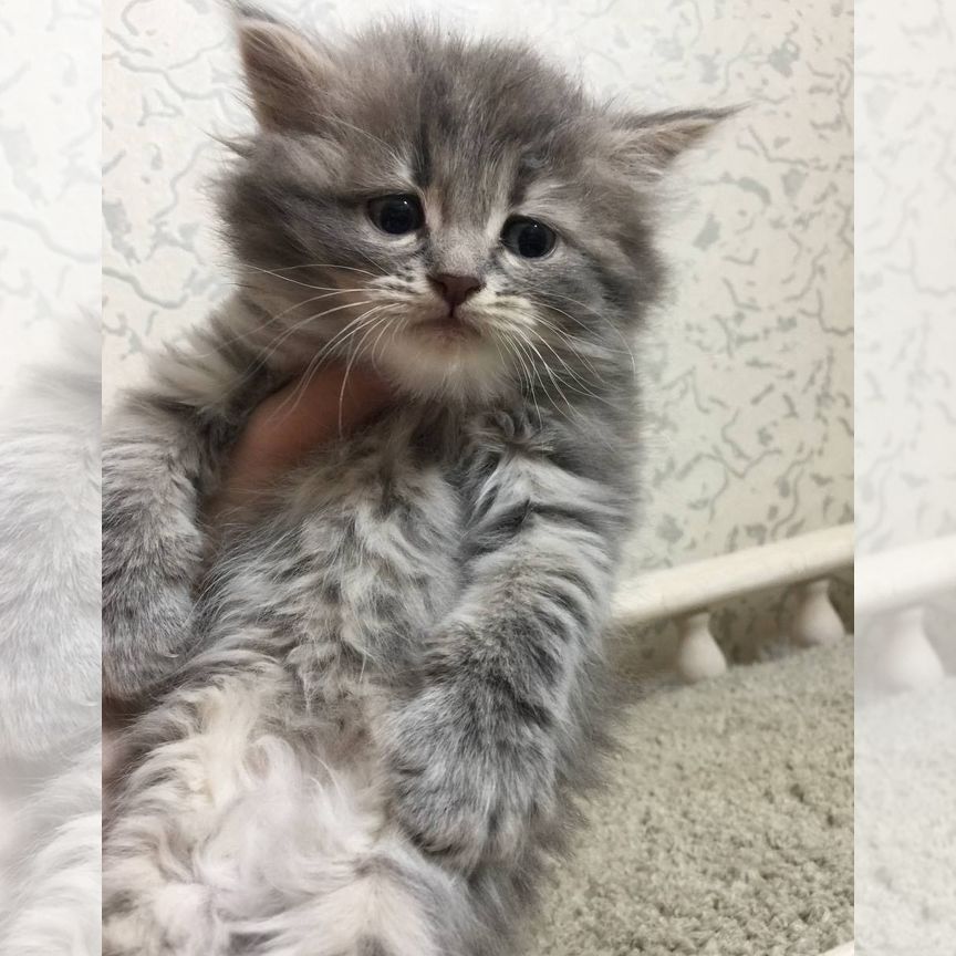 Сибирская кошка