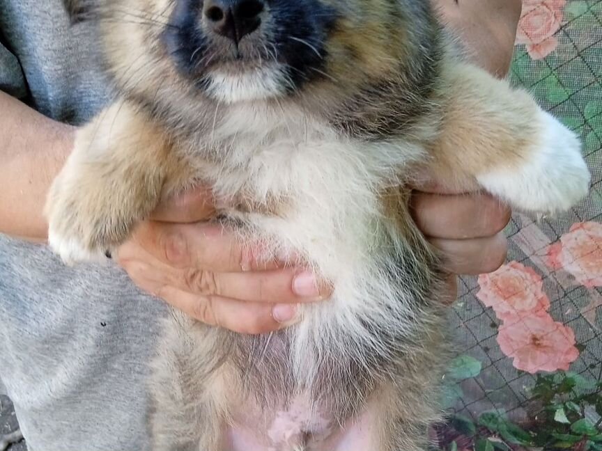 Щенки от маленькой мамочки "звоночка"