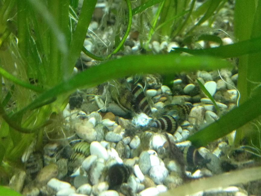 Улитка хелена