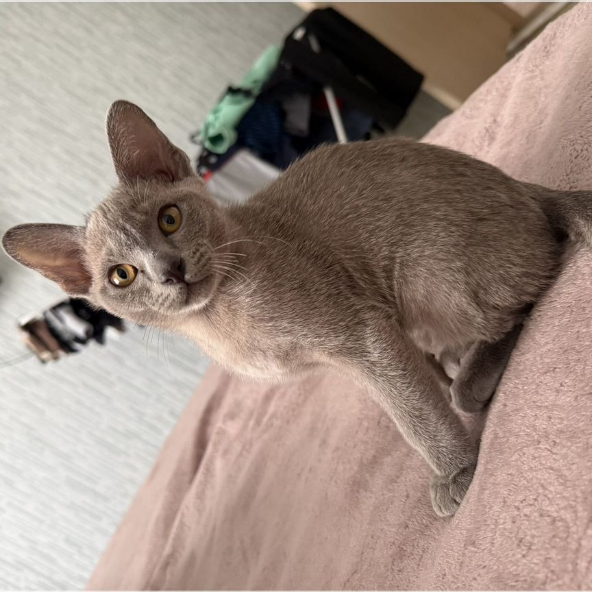 Европейский бурманский котёнок