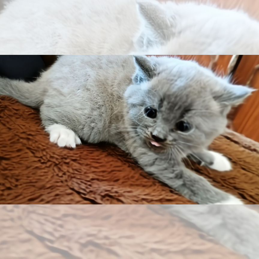 Британский короткошёрстный котёнок