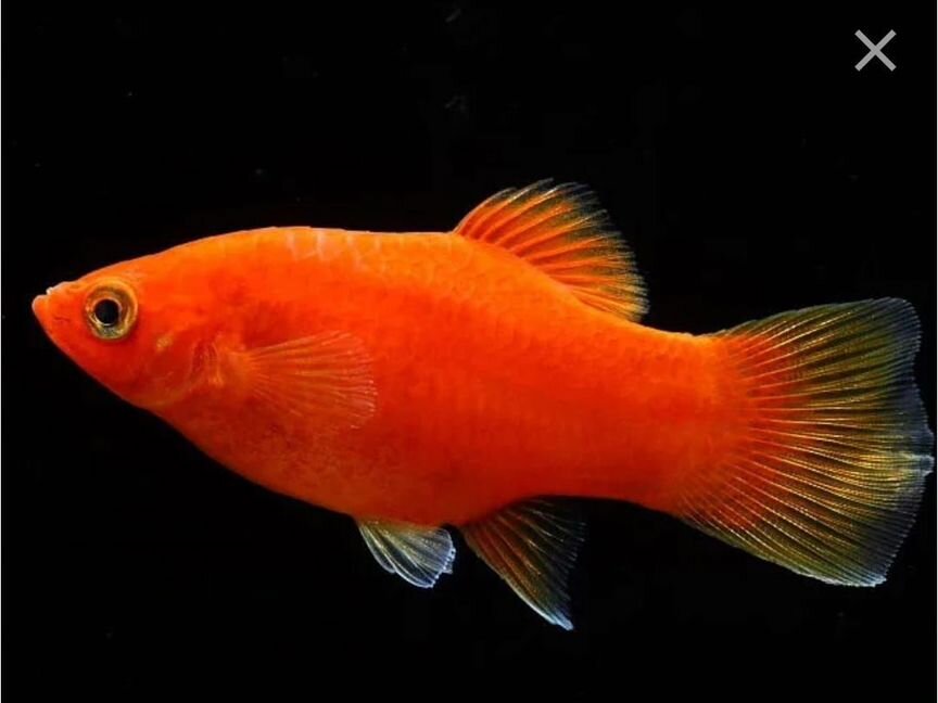 Рыба для аквариума