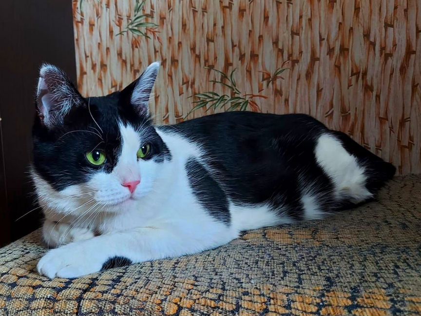 Котик Кирюша