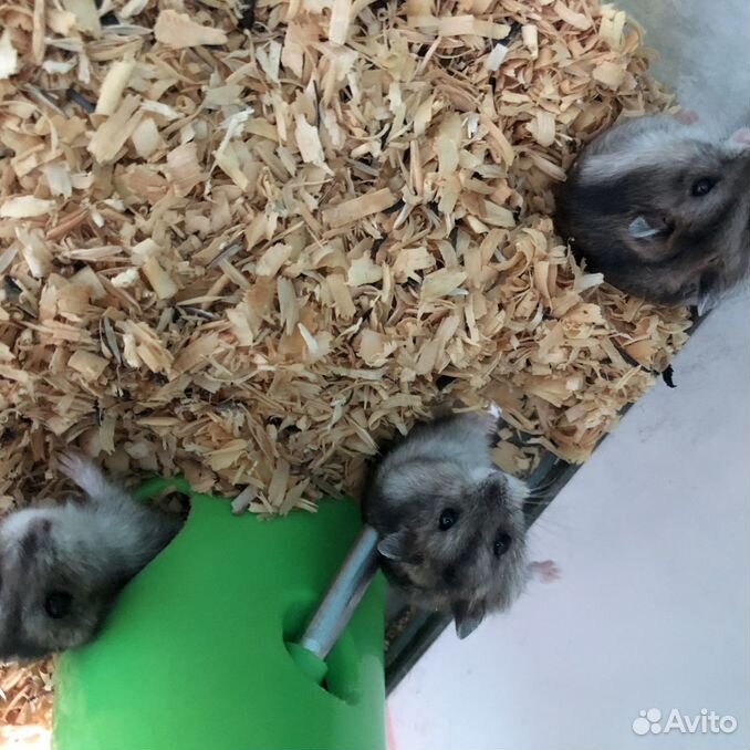 Хомяки джунгарики