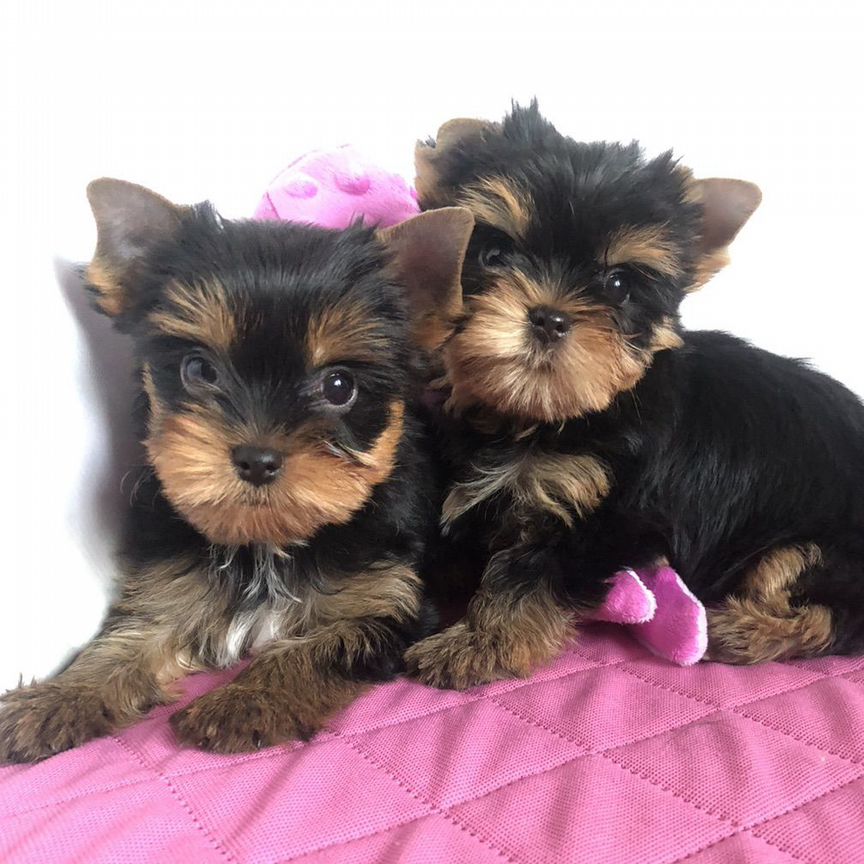 Шустрые братишки-йоркширский терьер