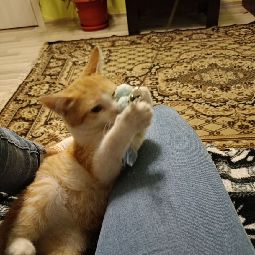 Котёнок в добрые руки