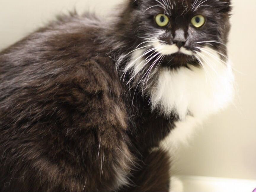 Пушистая кошка бесплатно в добрые руки