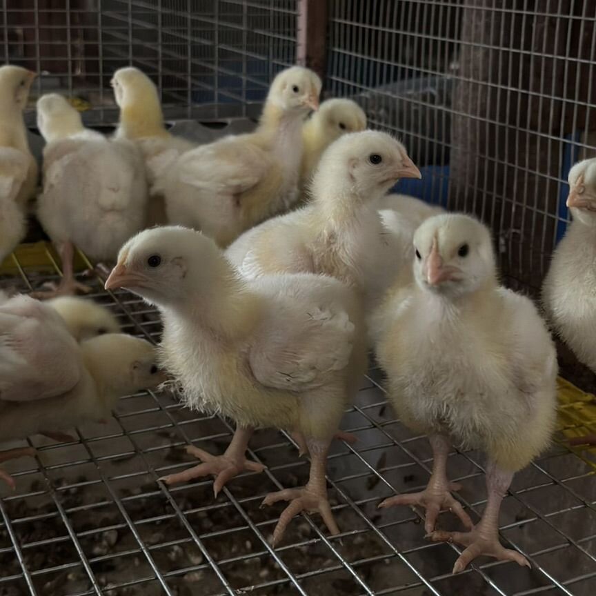 Цыплята бройлеры