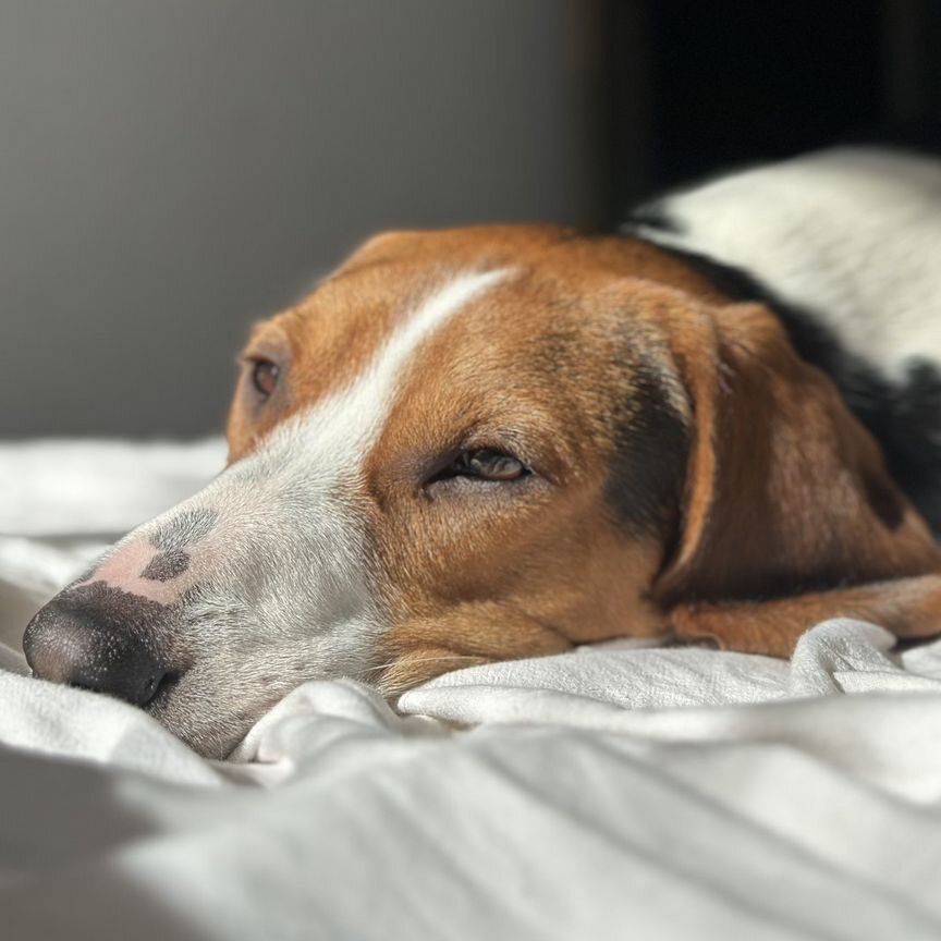 Эстонская гончая, взрослый пёс