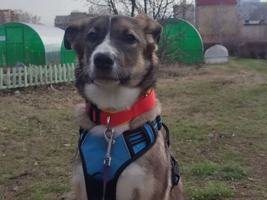 Отдам щенка cpoчнo