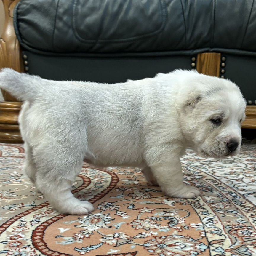 Продаются щенки