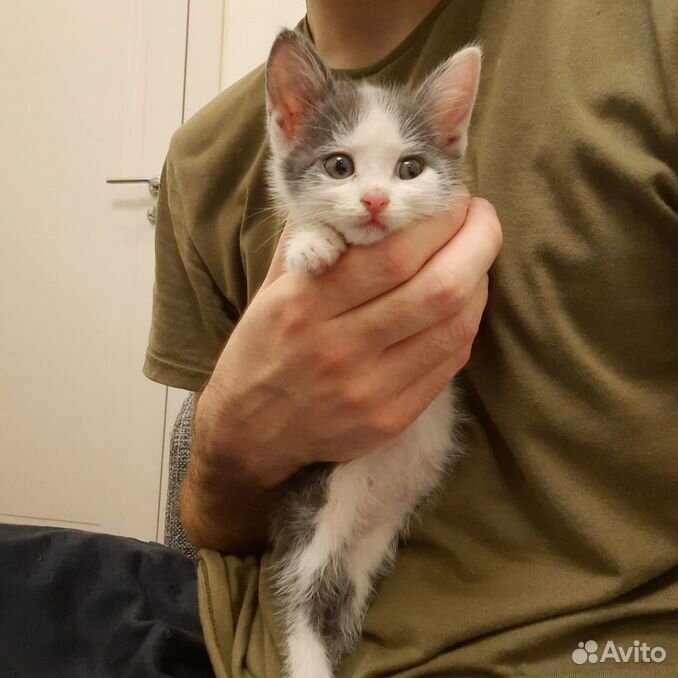 Кошечка Аврора в добрые руки