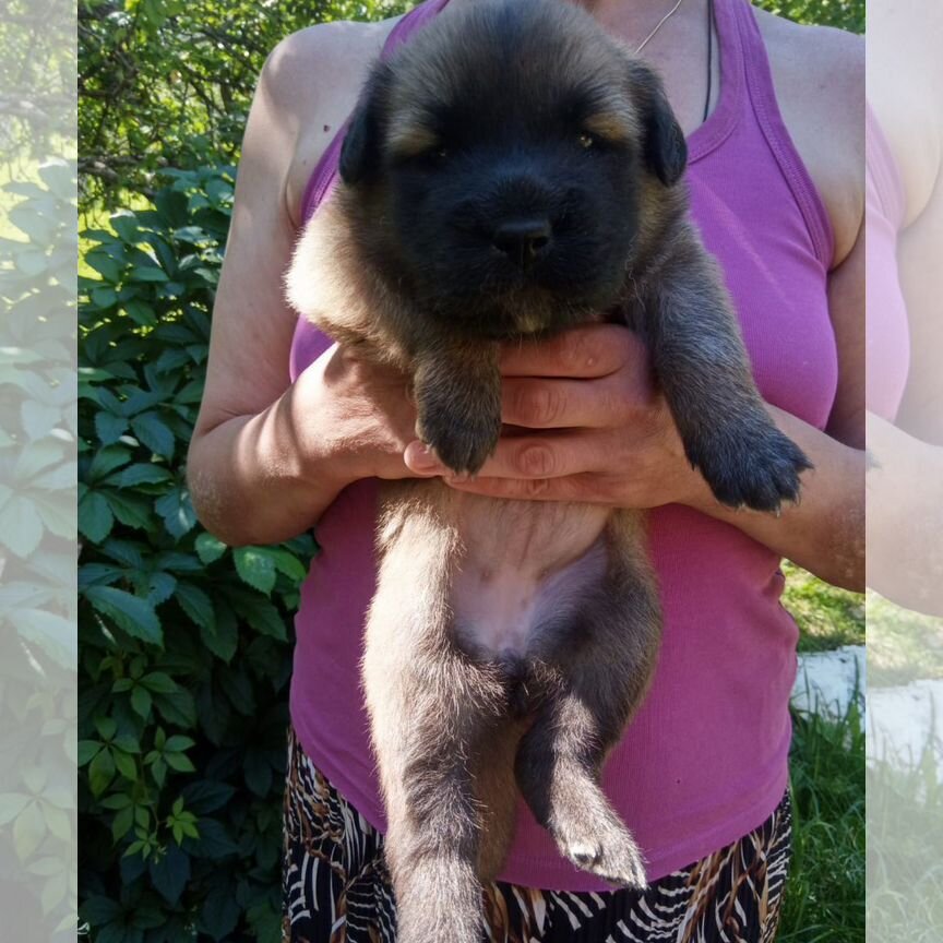 Хотошо Бурятская собака