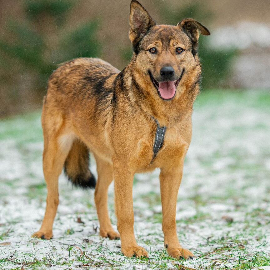 Собака в добрые руки отдам бесплатно
