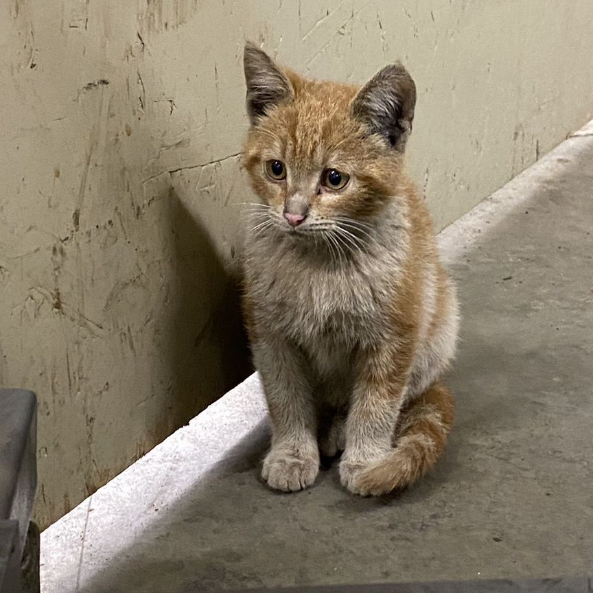 Котенок девочка в добрые руки