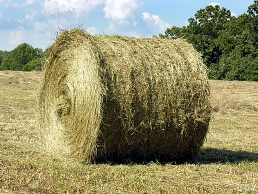 Продаю сено в рулонах