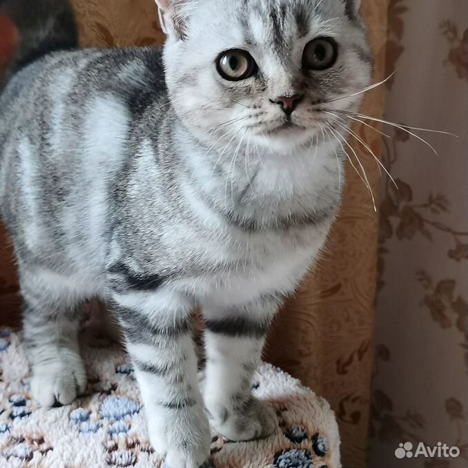 Малыш Орландо