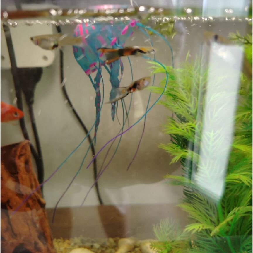 Мальки гуппи Эндлера