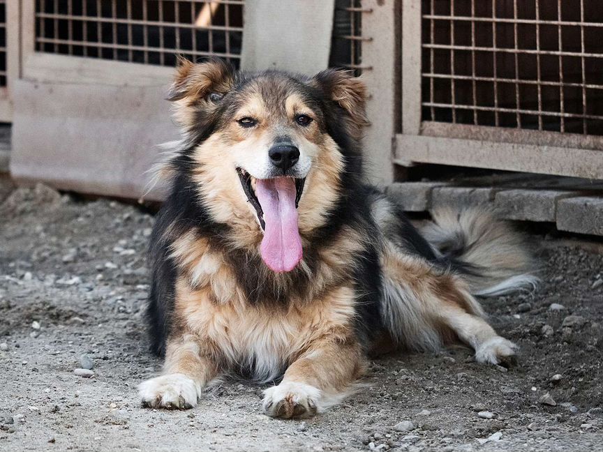 Собака в добрые руки отдам бесплатно