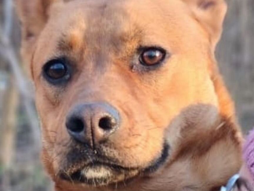 Умная Стеша-1год-метис бельгийской овчарки малинуа