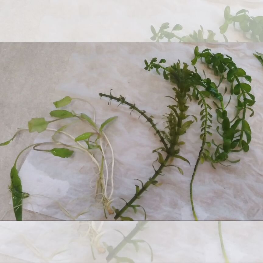 Аквариумная прополка