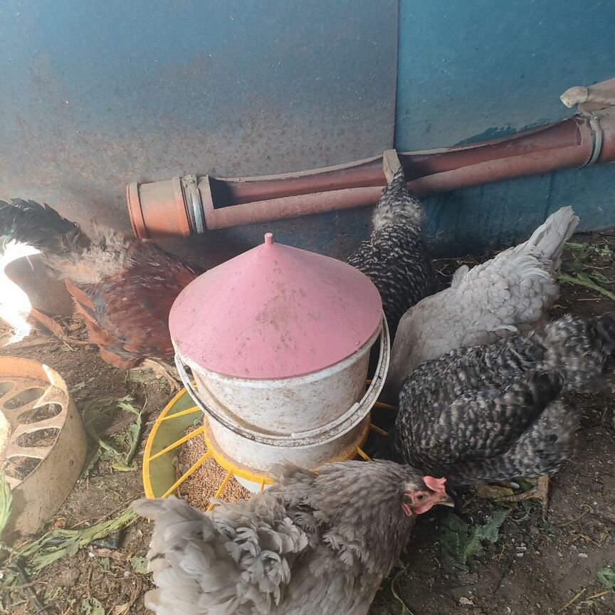 Куры несушки доминант семья