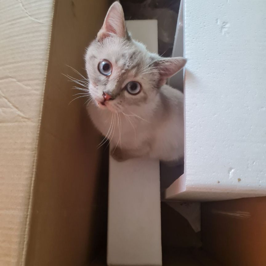 Котики