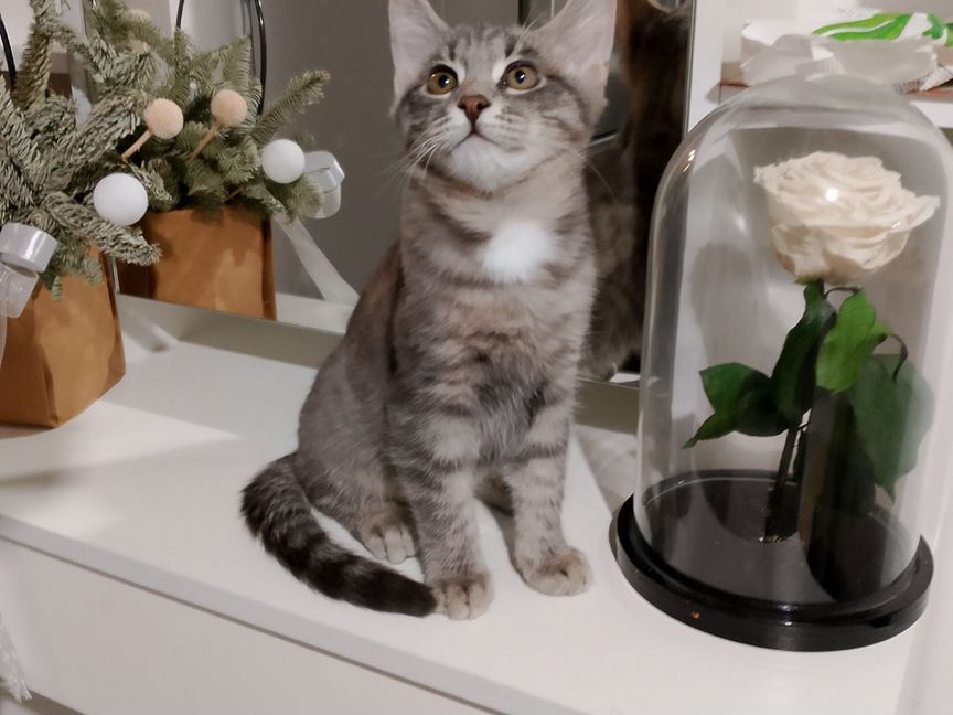 Котенок. Мальчик 4,5 мес (Дема)