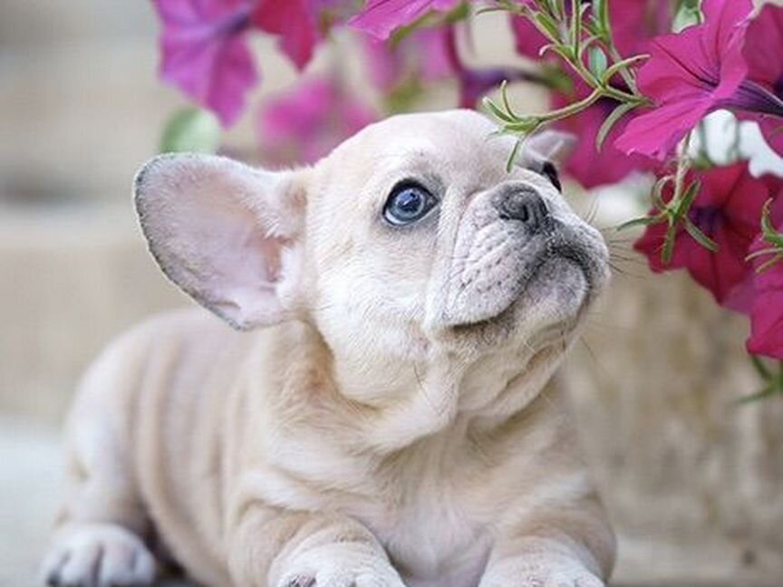 Французский бульдог, девочка