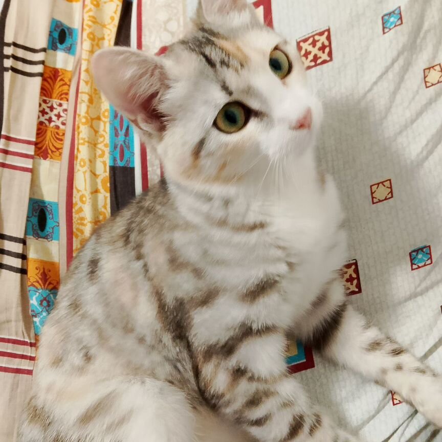 Котенок Ласка 5 месяцев