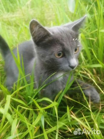 Котик, 3 месяца