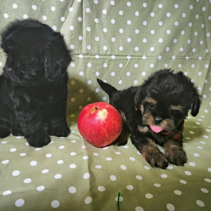 Крошки Чипушки