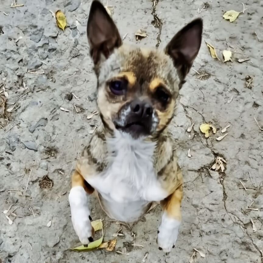 Взрослый пёс от частного владельца