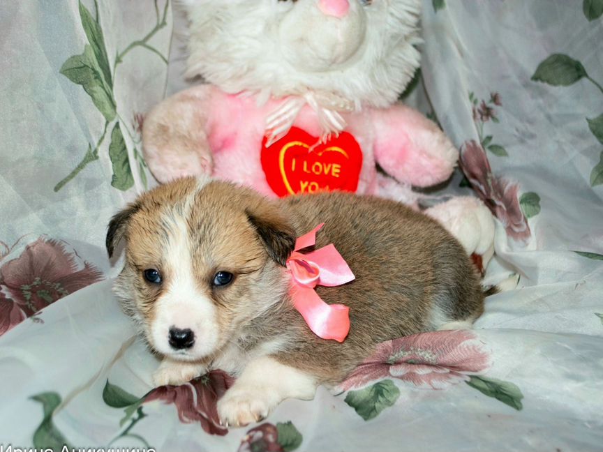 Маленький щенок в дар