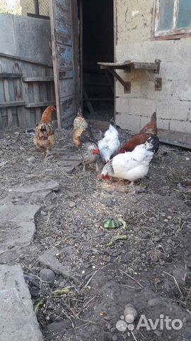 Куры несушки