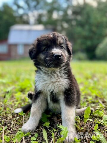 Щенок в добрые руки девочка