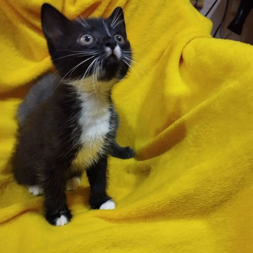 Сладкая Ириска в дар