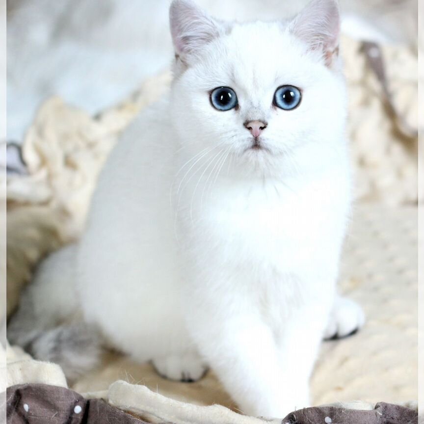 Британский короткошёрстный котёнок