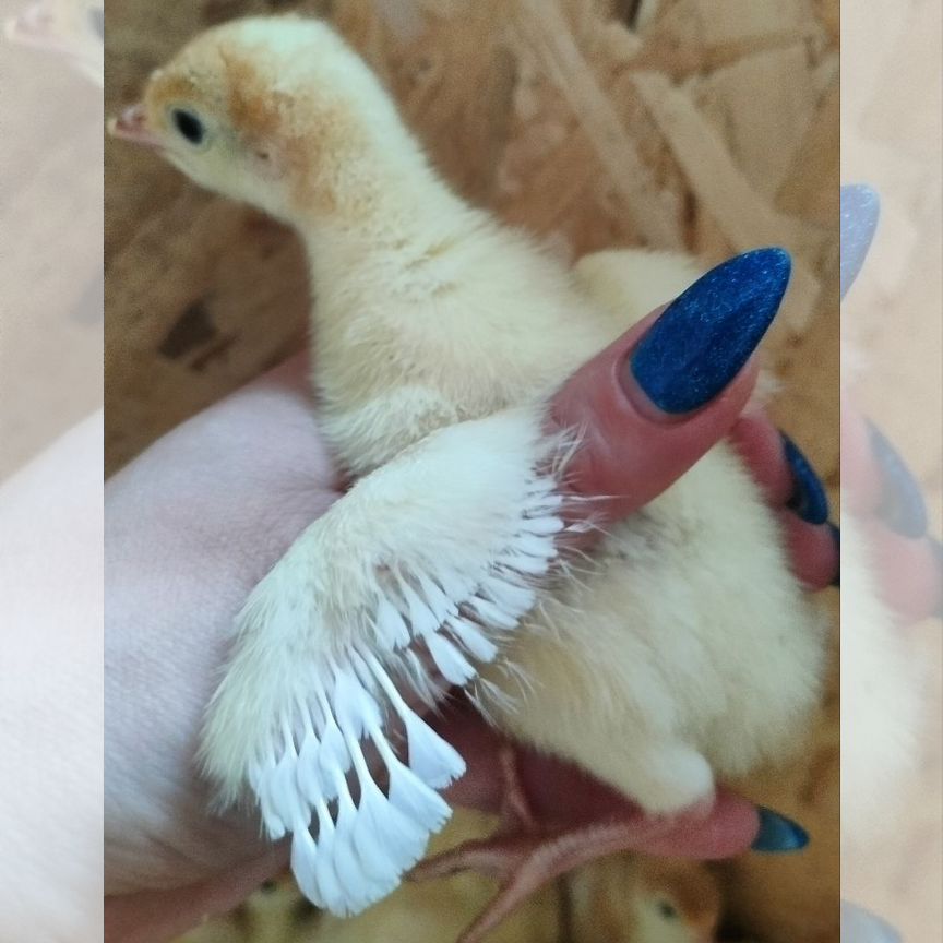 Индюки индюшата суточные подрощенные