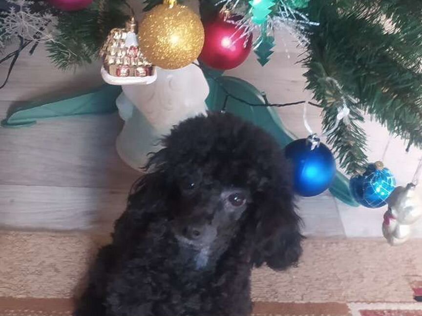 Вязка кобель пудель той