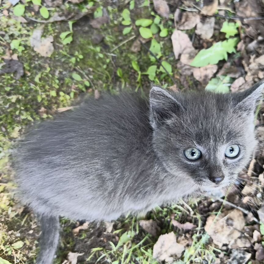 Русский голубой котёнок