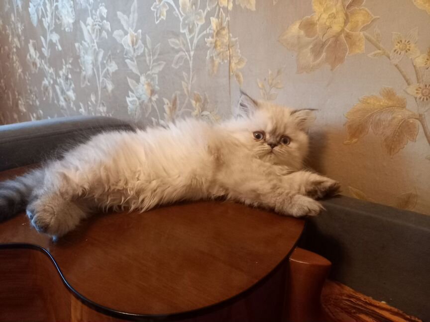 Персидский котенок