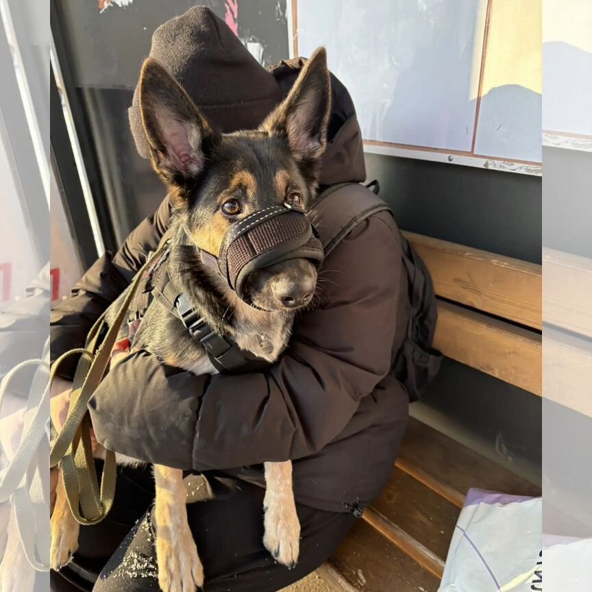 Немецкая овчарка, щенок