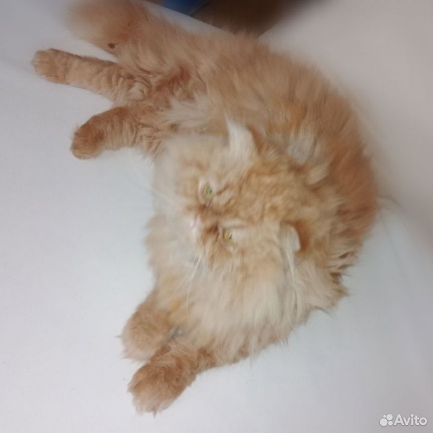 Кот на вязку персидский